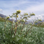 La culture du Génépi... – Génépi des Hautes-Alpes
