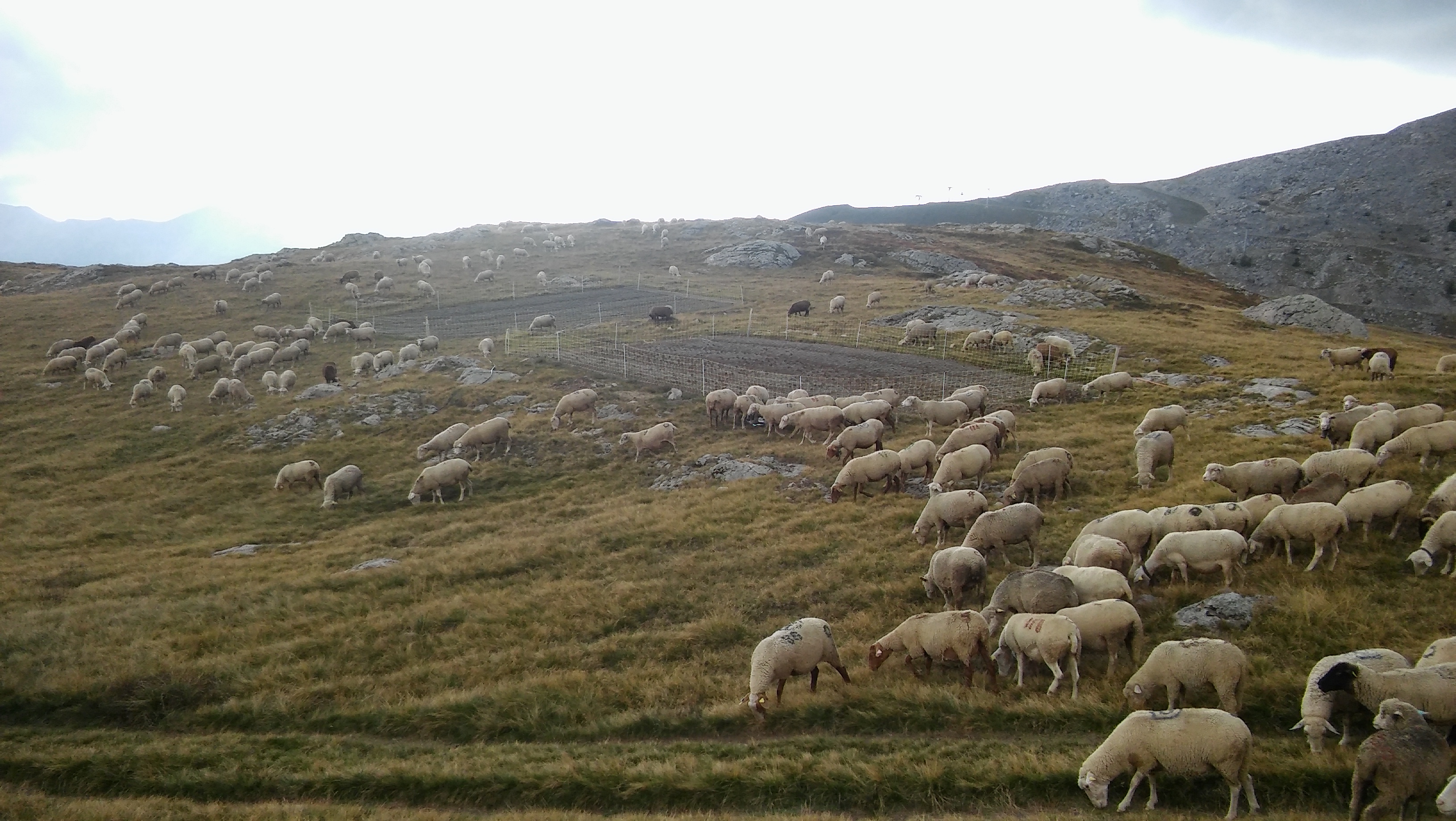 20180919_161825 | Génépi des Hautes-Alpes